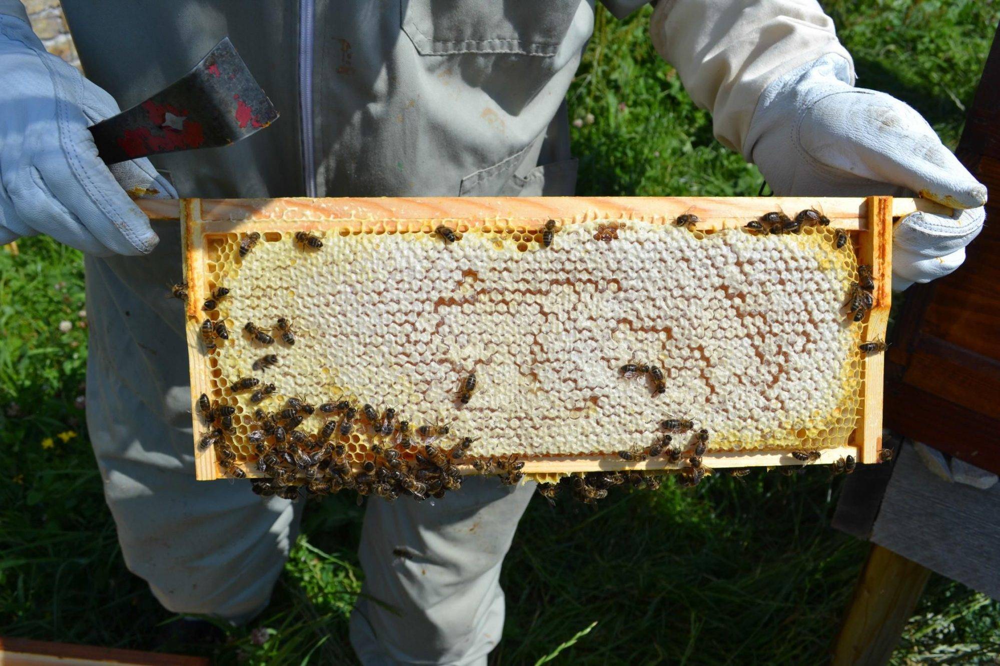 beekeeping for beginners | Phoenix Park