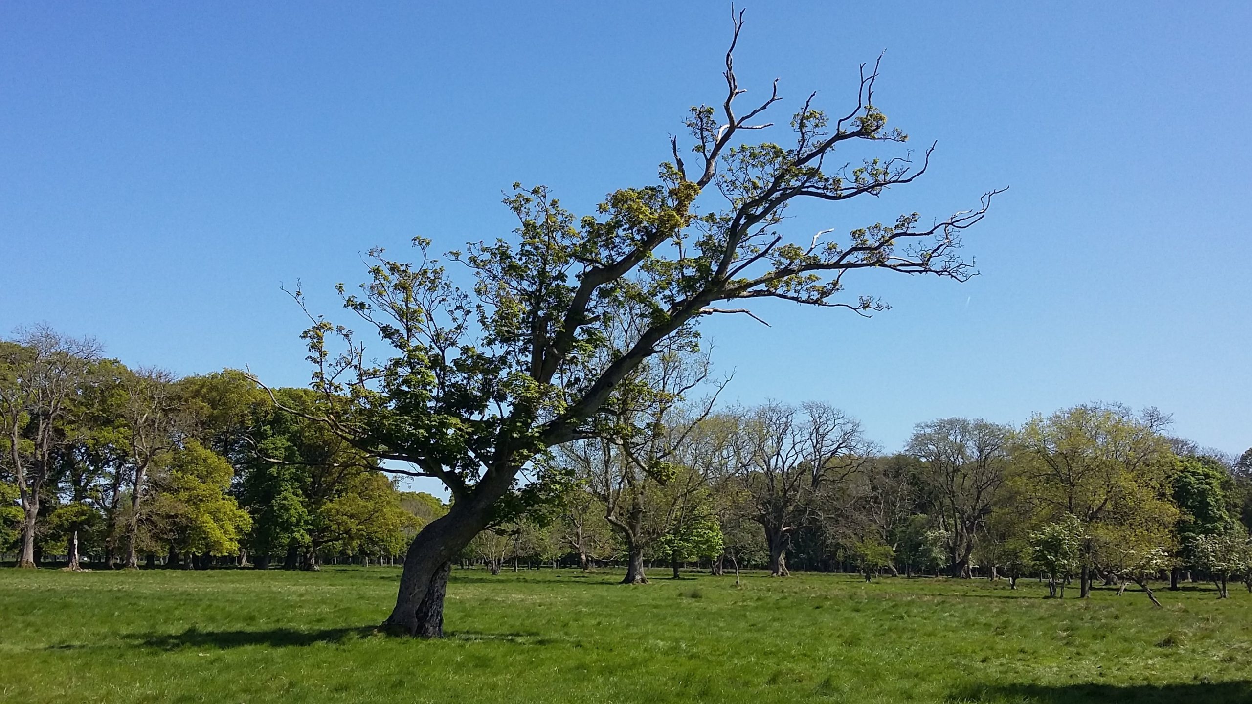 Tree Walk at the Biodiversity Centre | Phoenix Park